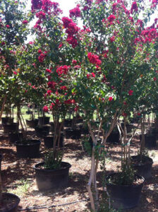 Dynamite Crape Myrtle | Bemis Tree Farm