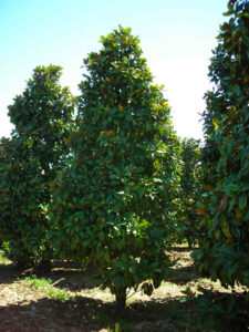Mary Nell Holly | Bemis Tree Farm