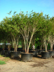 Natchez Crape Myrtle | Bemis Tree Farm