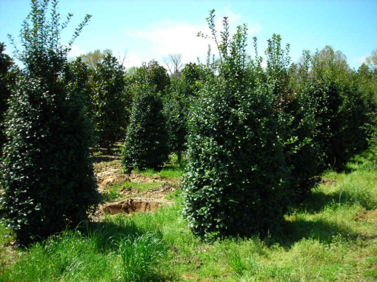 Robin Holly | Bemis Tree Farm