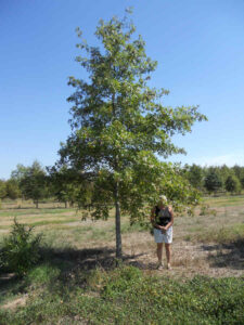 Shumard Oak | Bemis Tree Farm