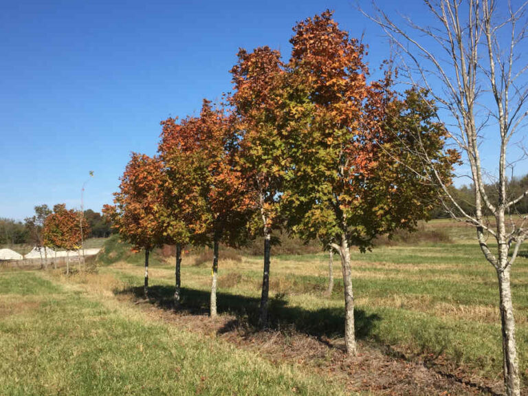 Legacy Sugar Maple | Bemis Tree Farm