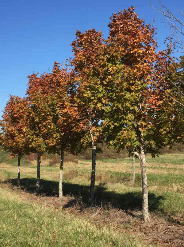 Sugar Maple | Bemis Tree Farm