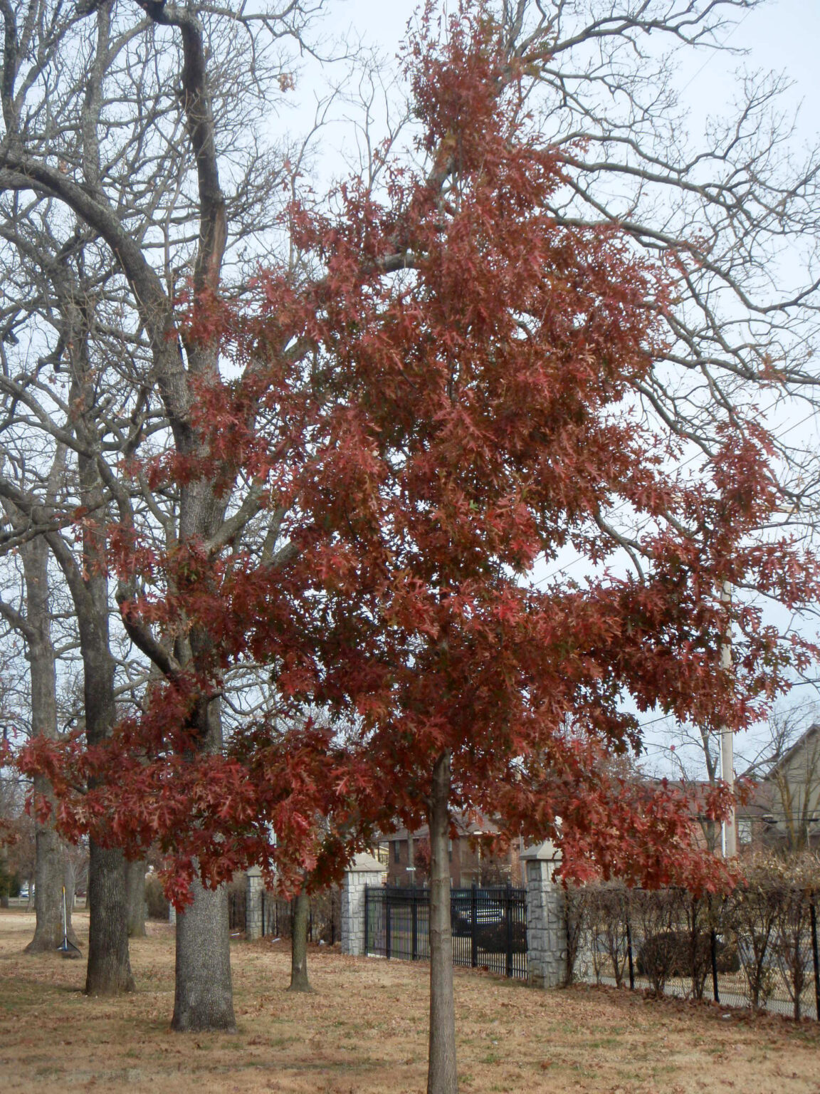 Shade Trees - Bemis Tree Farm