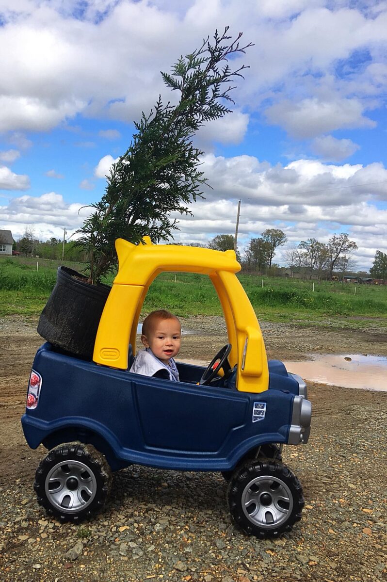 Privacy & Fruit Trees for Sale in Little Rock, AR at Bemis Tree Farm