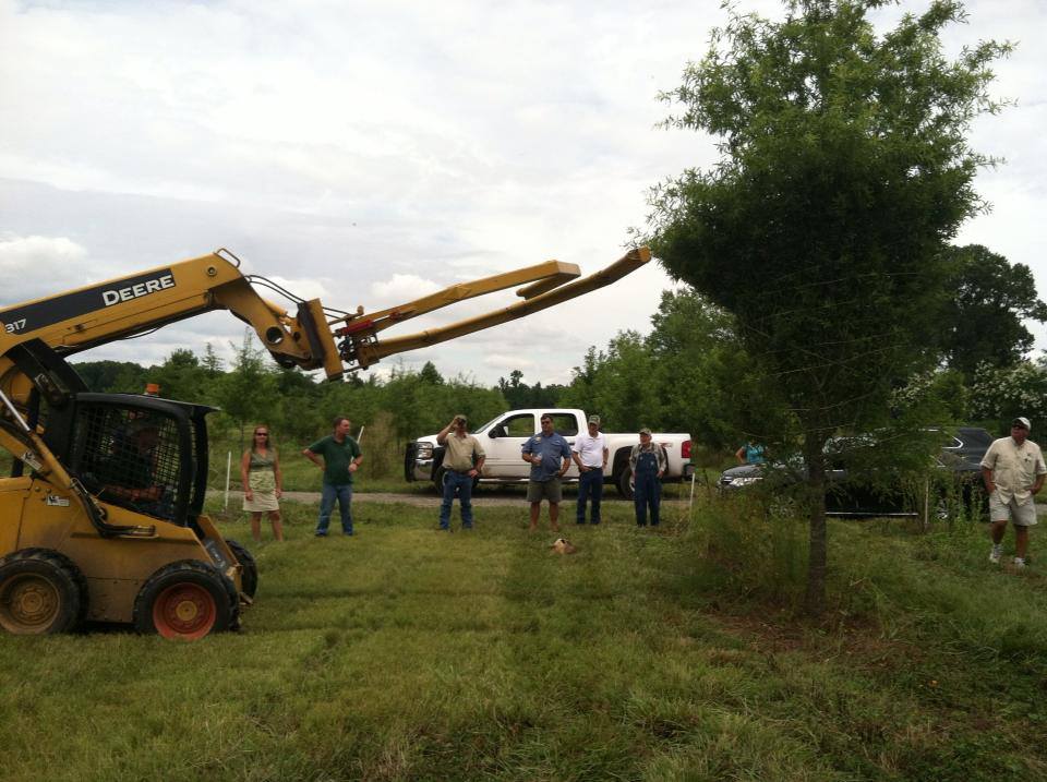 Privacy & Fruit Trees for Sale in Little Rock, AR at Bemis Tree Farm