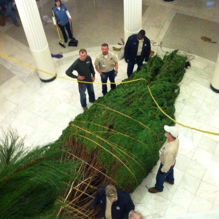 Privacy & Fruit Trees for Sale in Little Rock, AR at Bemis Tree Farm