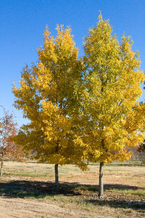 Trees & Shrubs for Sale in Little Rock, AR at Bemis Tree Farm