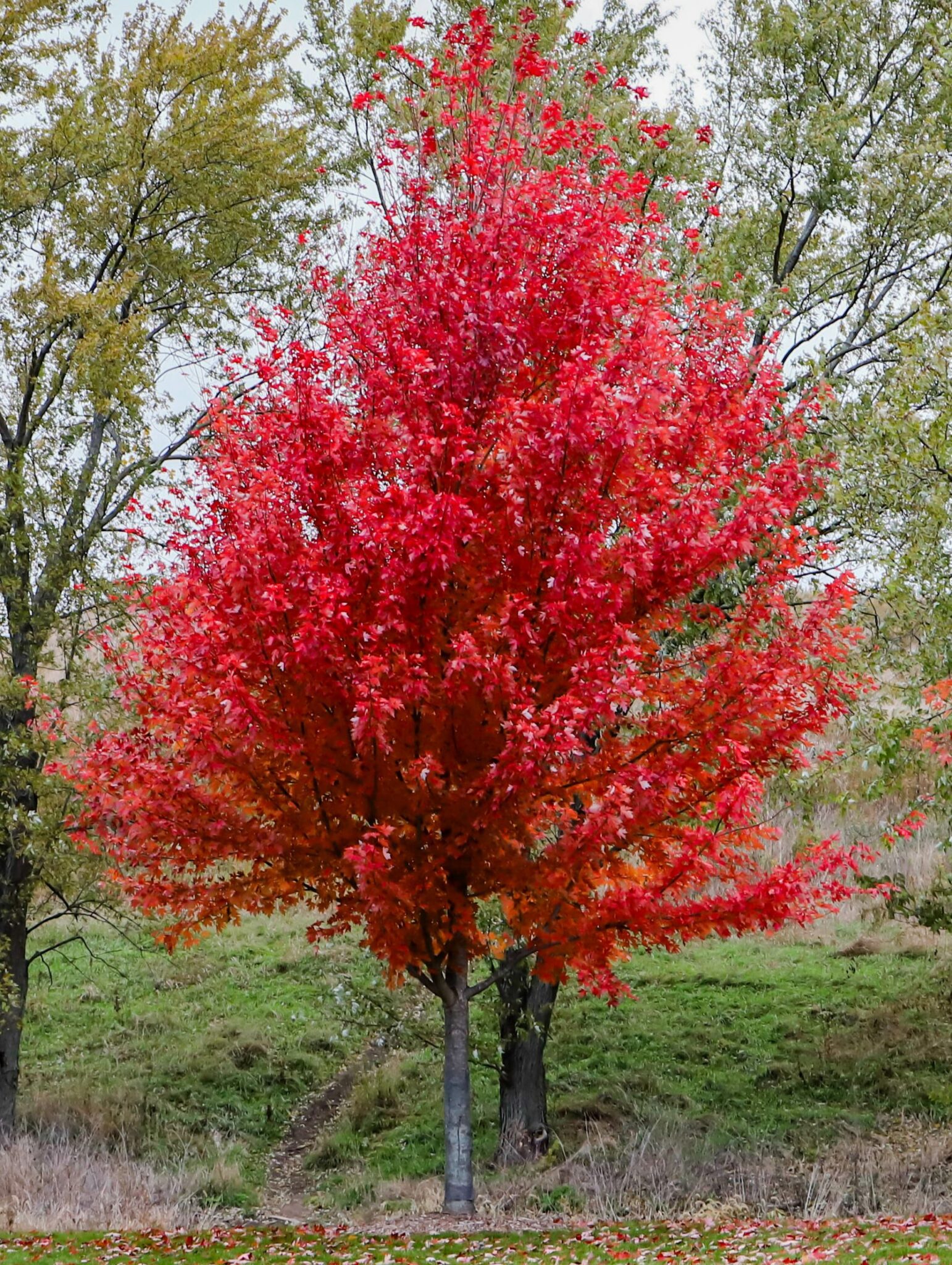 Shade Trees - Bemis Tree Farm