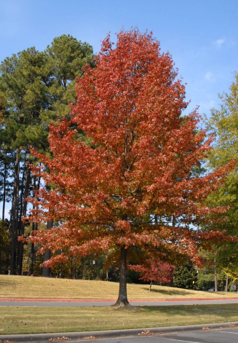 Shade Trees - Bemis Tree Farm