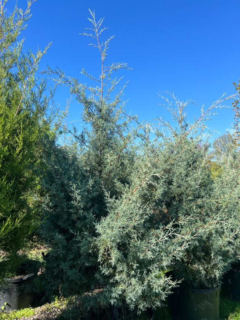 Arizona Cypress - Bemis Tree Farm