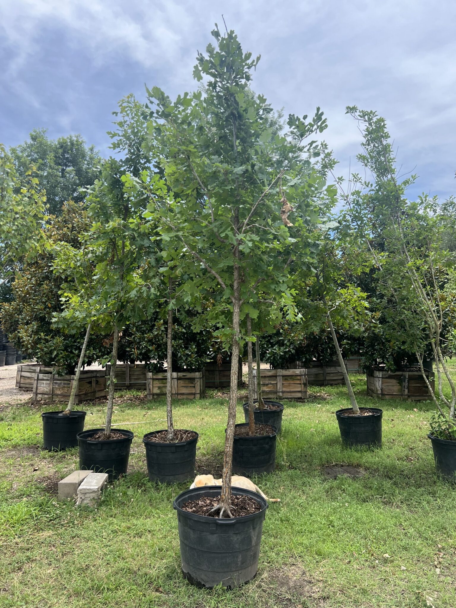 Shade Trees - Bemis Tree Farm