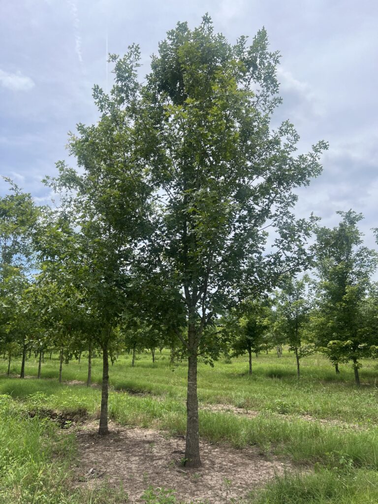 Shumard Oak - Bemis Tree Farm